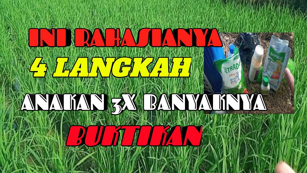 CARA MEMBUAT ANAKAN PADI BANYAK - YouTube