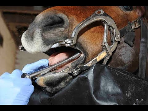 Teeth rasping technique in horse #veterinarians#how to doTooth rasping ...
