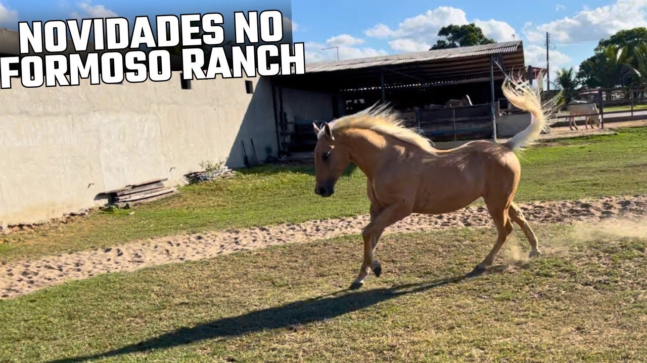 VISITA AO FORMOSO RANCH COM MUITAS NOVIDADES! - YouTube