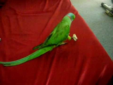 talking pakistani parrot playing with his meal - YouTube