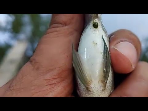 Big Belly Fish full of Food - YouTube