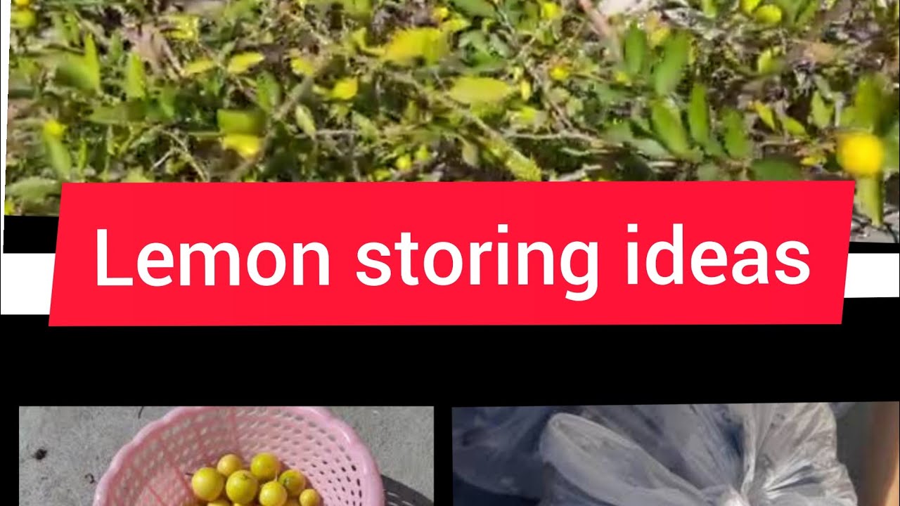 How to save lemon | lemon saving ideas | saving lemons for long time ...