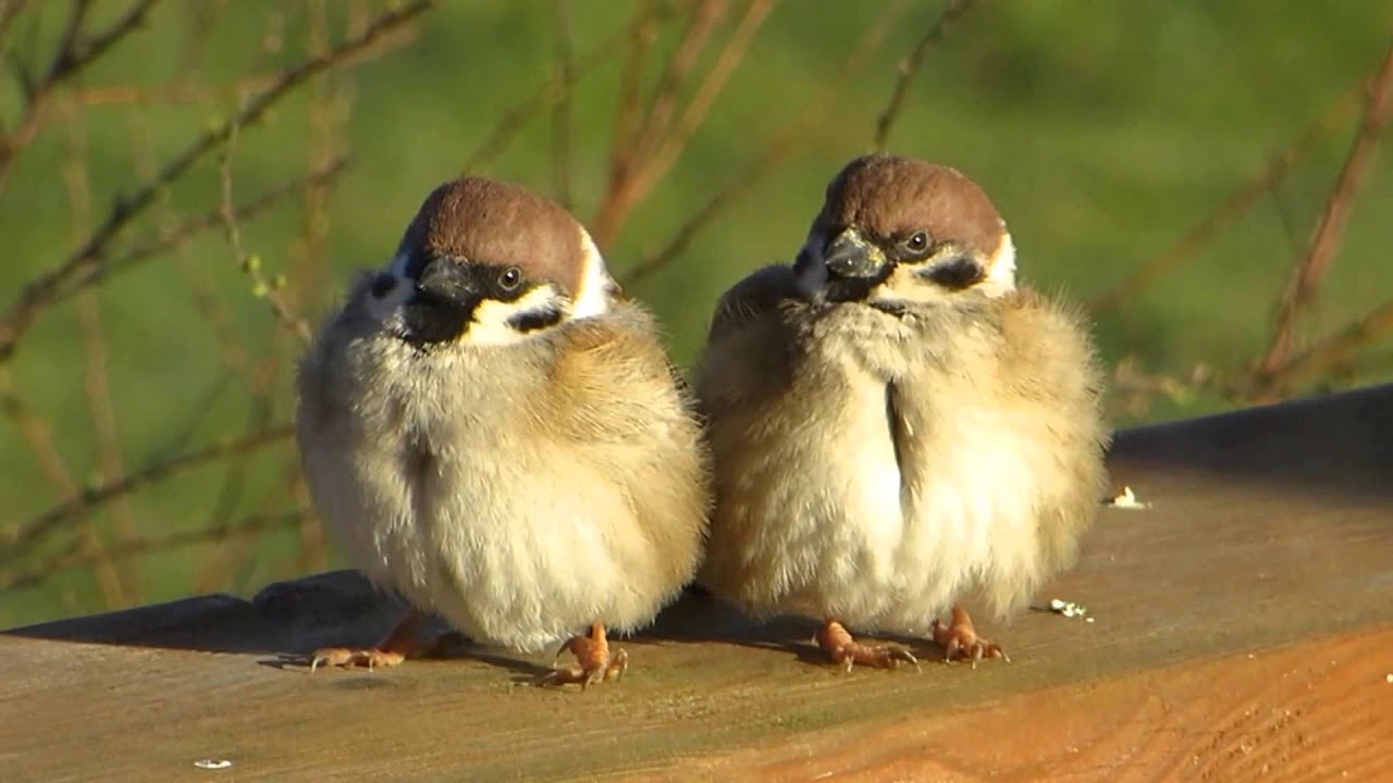 Two Tree Sparrows watching the wildlife - YouTube