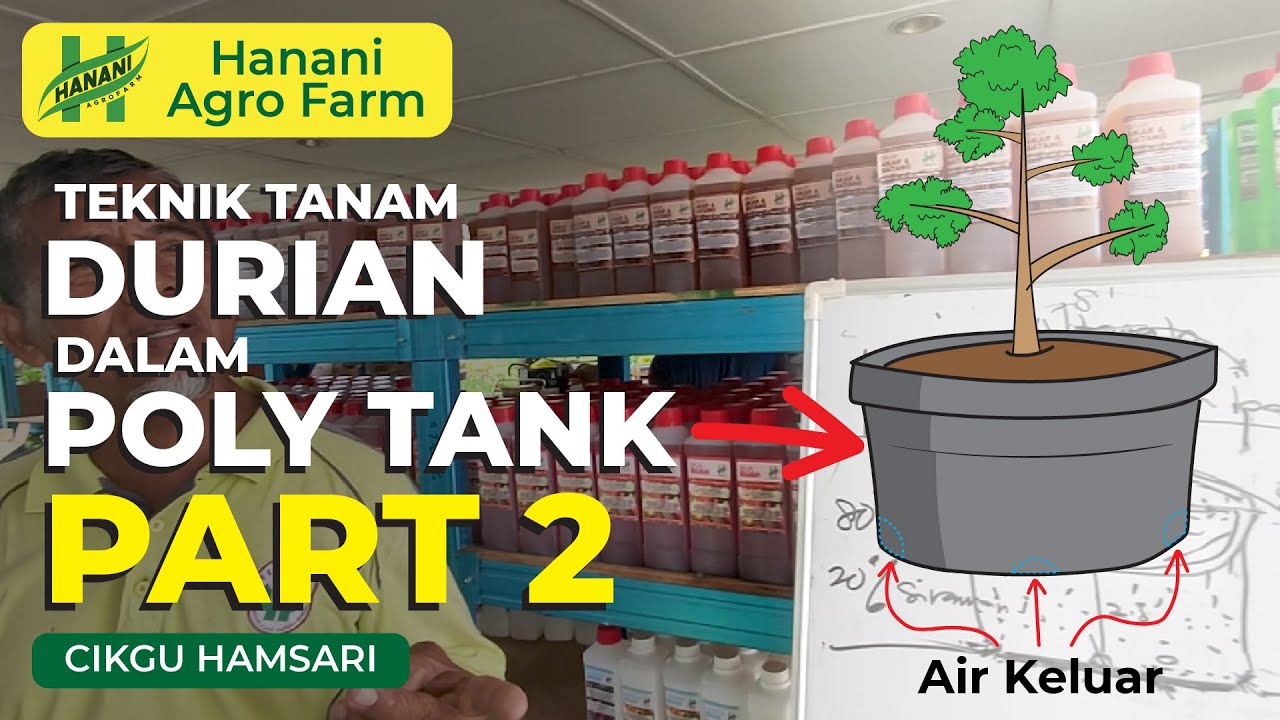 Teknik tanam durian dalam poly tank | Hanani Agro Farm - YouTube