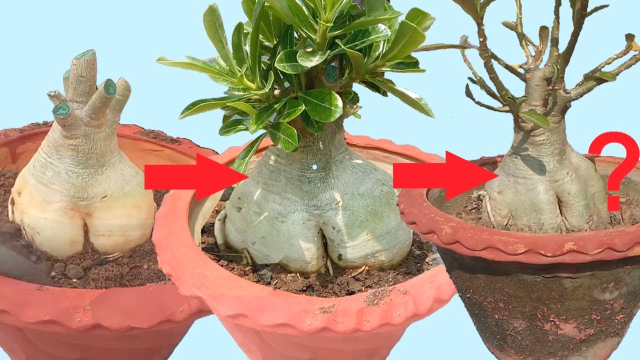 Adenium Bonsai Caudex is Shrinking || How to Revive - YouTube