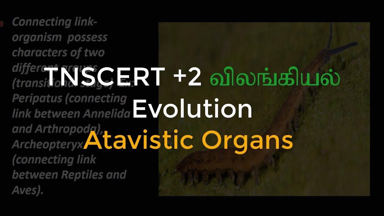20.Zoology | Evolution | Atavistic Organs - YouTube