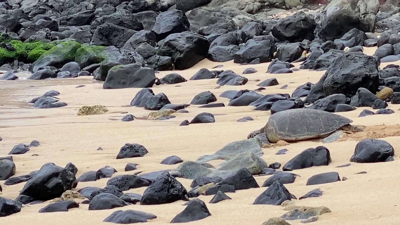 Hookipa Beach Park - Turtles Back To the Sea - YouTube