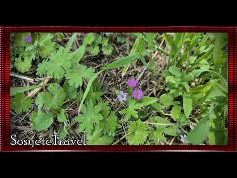 Kuş Sesleri Eşliğinde Doğal Çiçek Resimleri