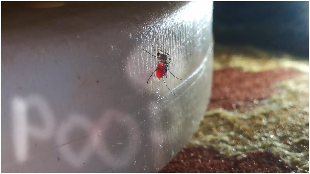 Vlog 7 !! Mosquito poop or not !! - YouTube