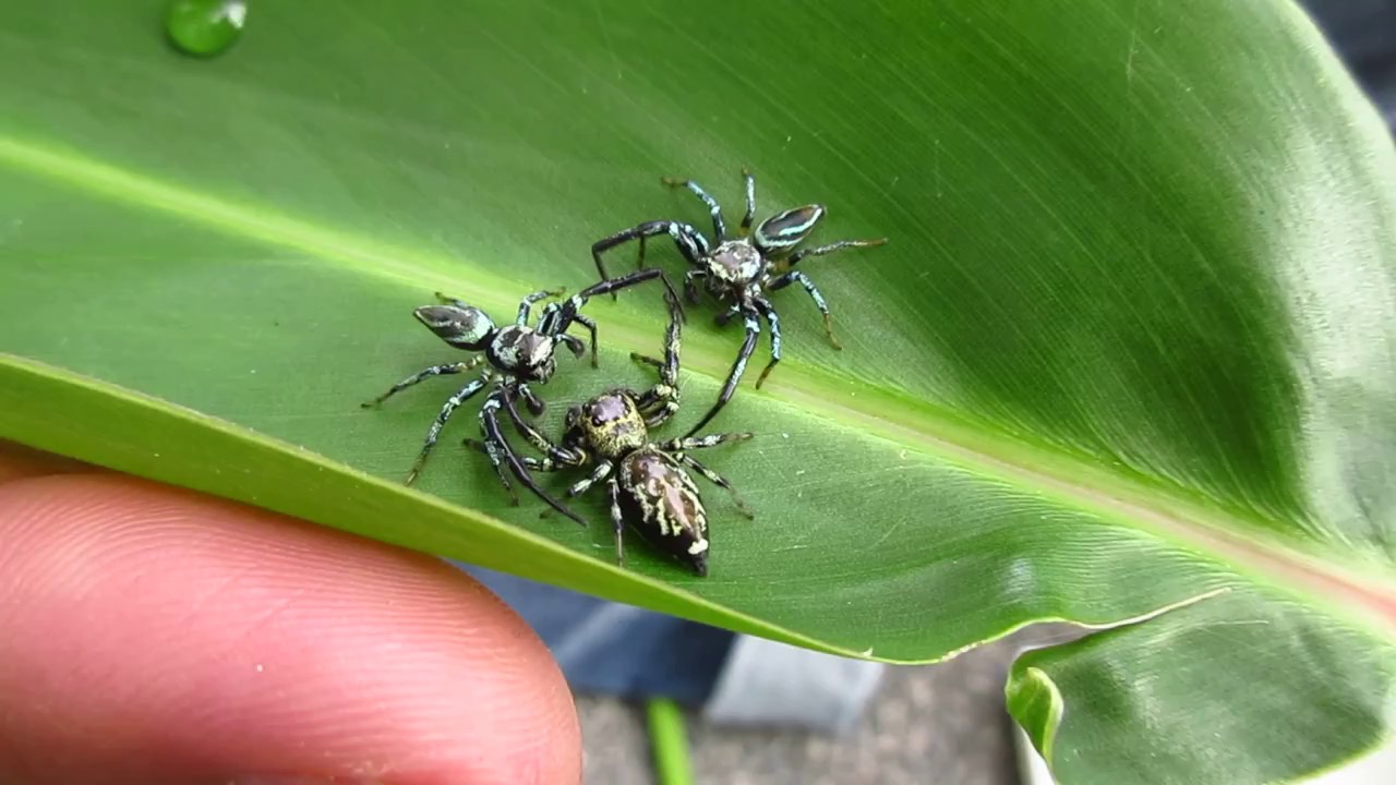Two T.Sub Males vying for a T.Cam Female ~ 4th Dec 2016 - YouTube