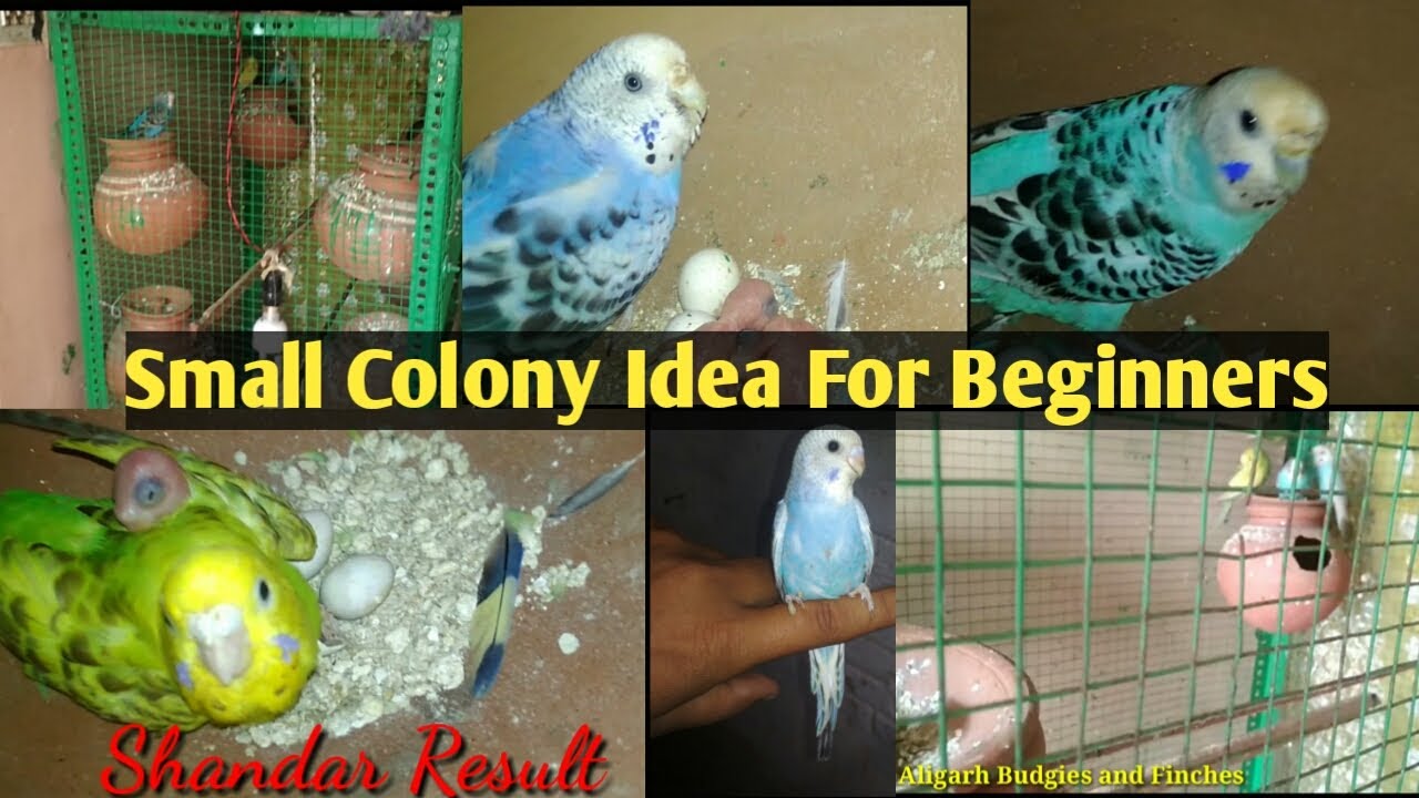 Budgies Small Colony Idea for Beginners - YouTube