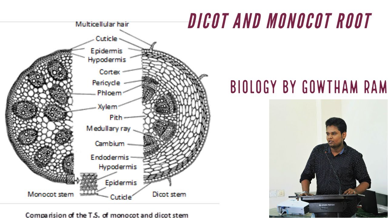 Dicot and Monocot Root - Chapter 6 Anatomy of Flowering Plants (Class ...