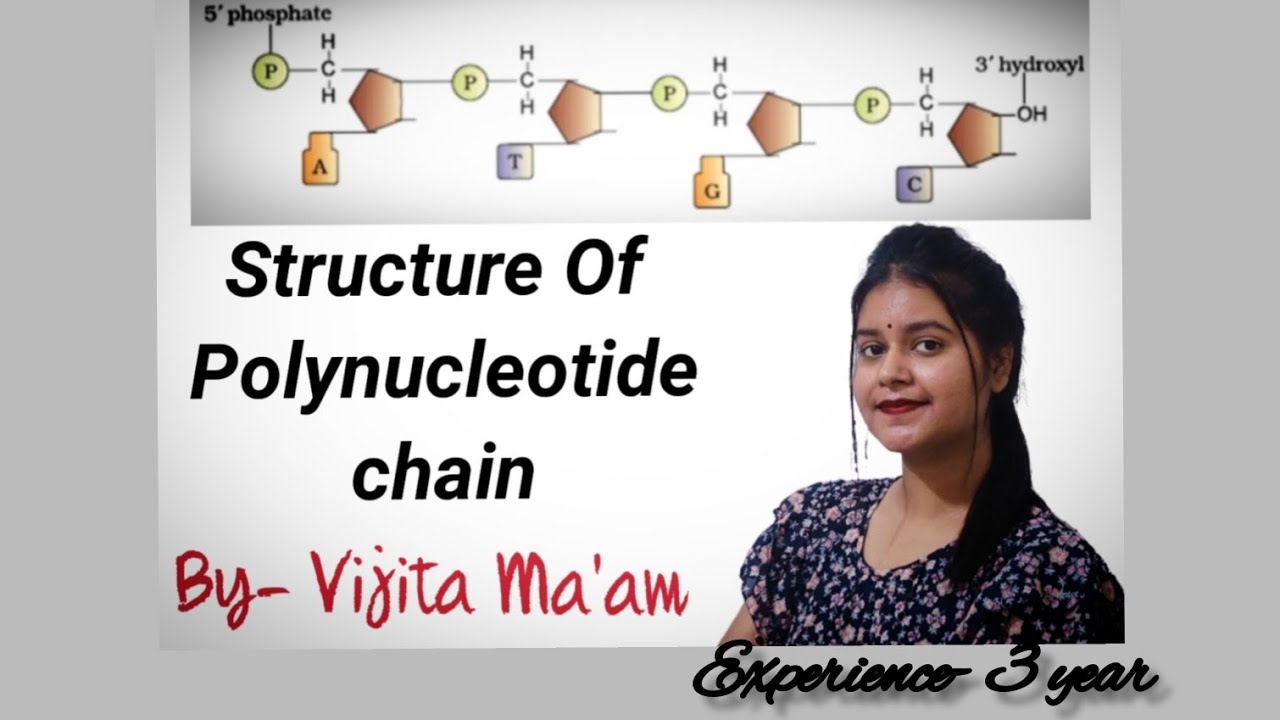 Structure Of Polynucleotide Chain | Class -12th| Biology #neet # ...