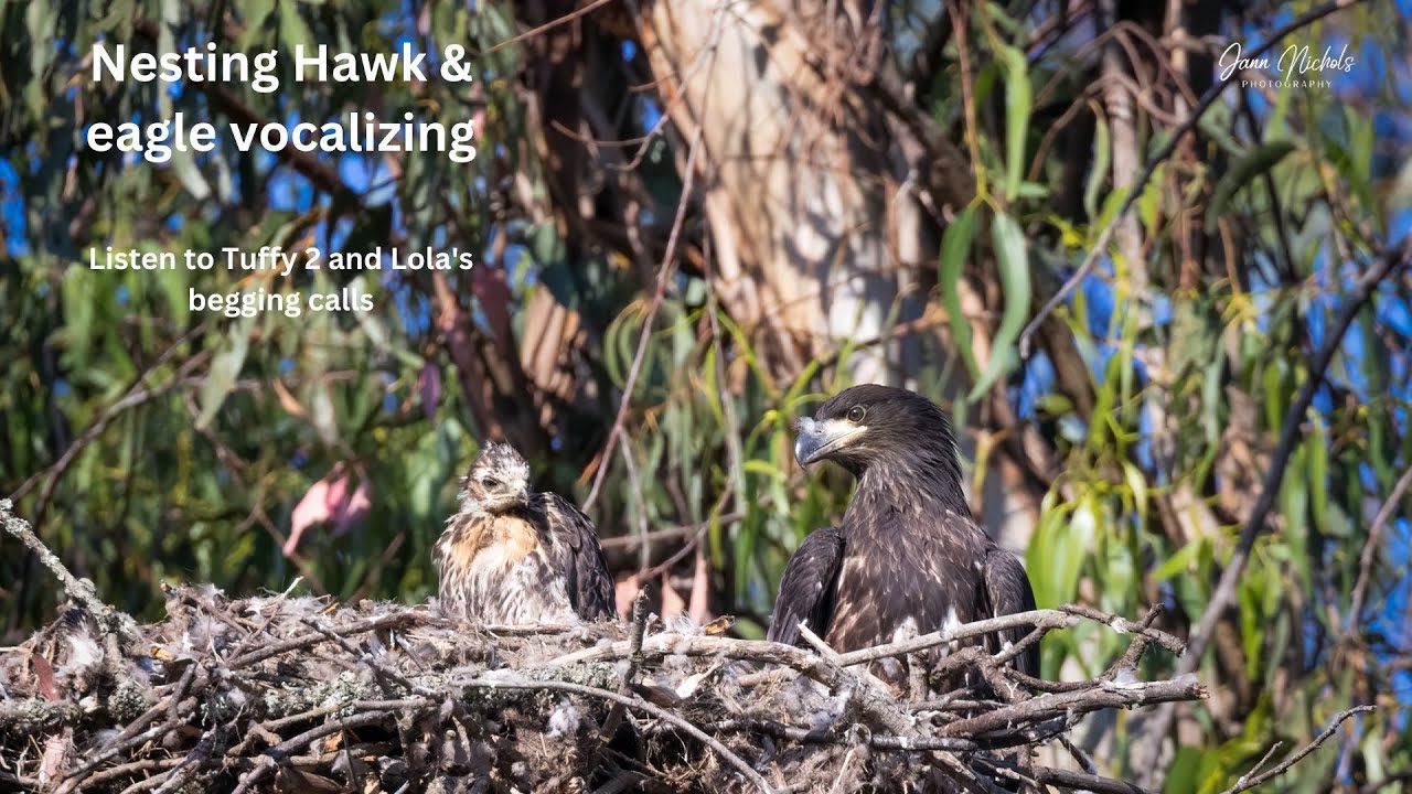 Hawk and eagle in nest vocalizing. Baby hawklet Tuffy 2 and nesting ...
