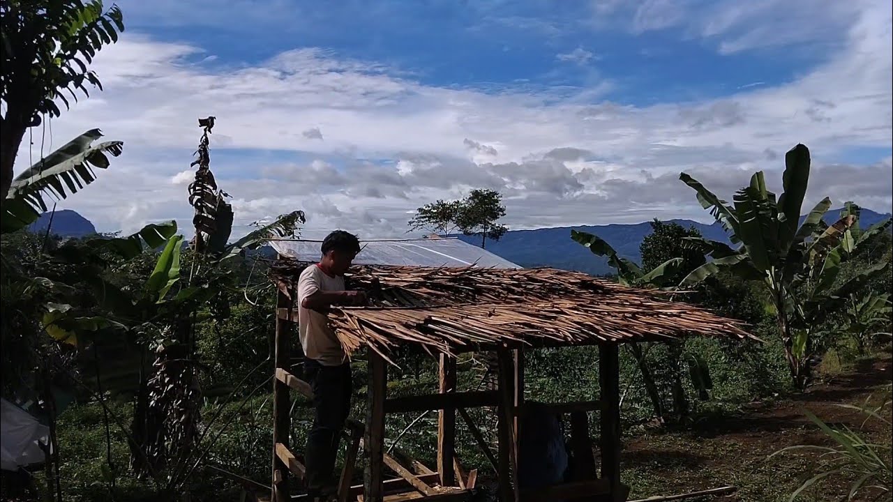 Pasang atap pondok kebun ditengah hutan memulai kehidupan baru yang ...