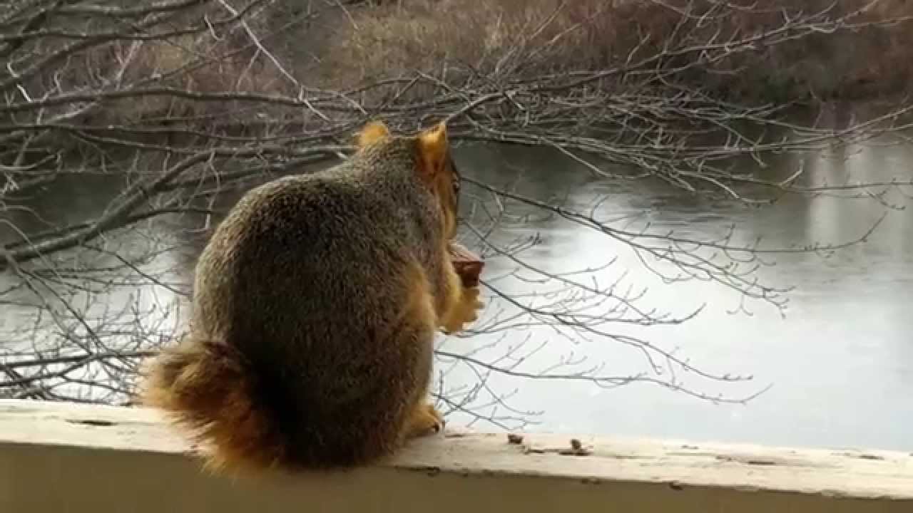 Kiko the squirrel and a cookie - YouTube