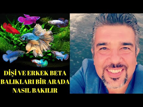 Dişi Beta ve Erkek Beta Nasıl Bir Arada Yaşar?! (Dişi Beta Akvaryumu Kurulumu Beta Balığı Dişi)