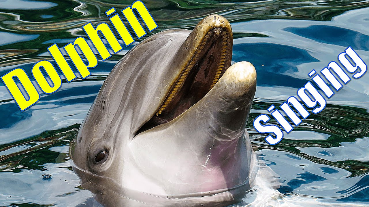 Relaxing Music For Stress Relief. Dolphin Singing. Soothing Music For ...