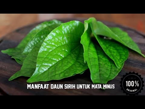 Ternyata Daun Sirih Ampuh || Obati Mata Yang Minus - YouTube