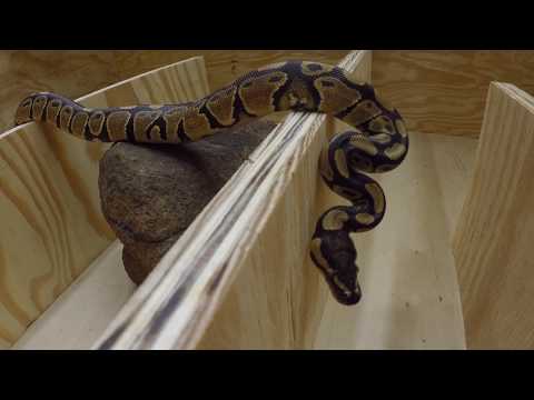 Python ambushes and feeds on live mouse in maze