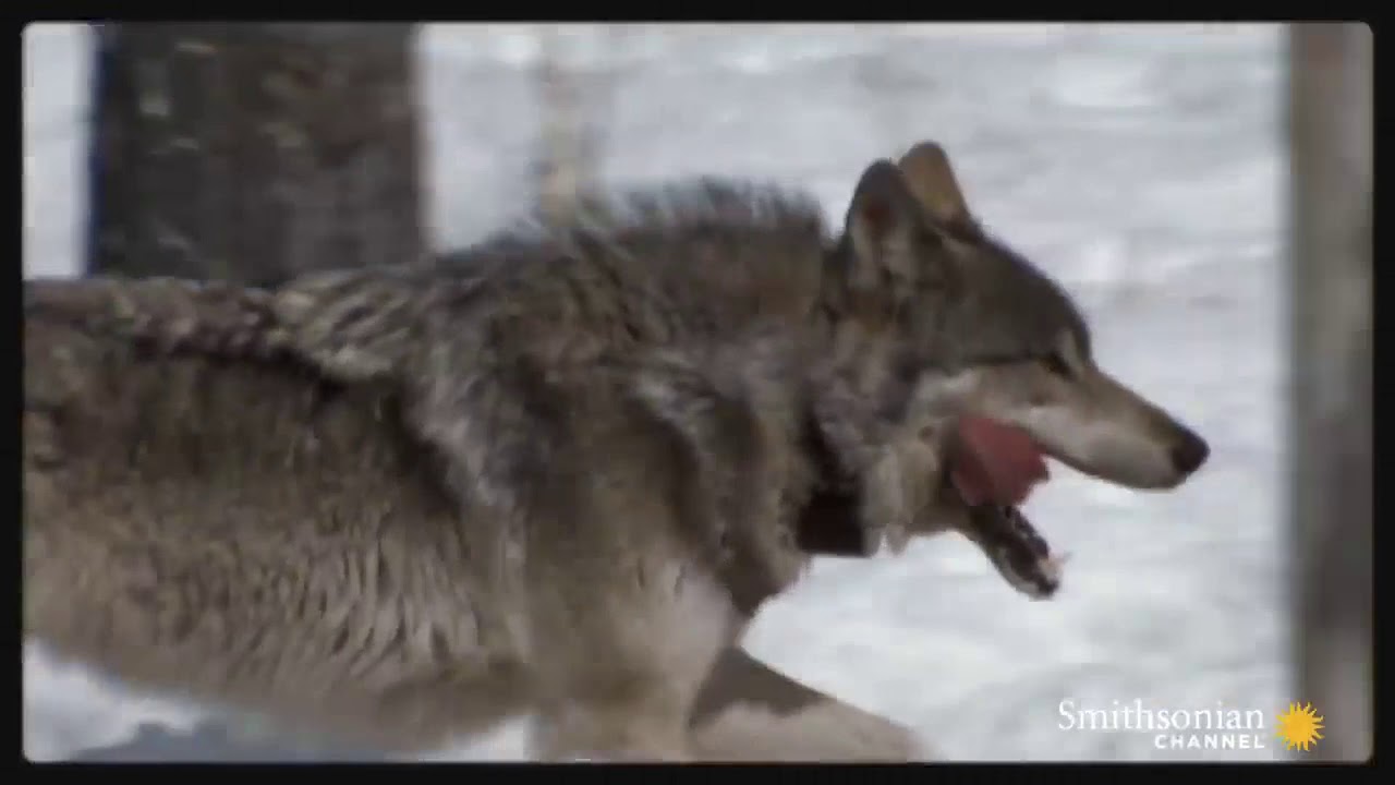 Los lobos en el parque Yellowstone - YouTube