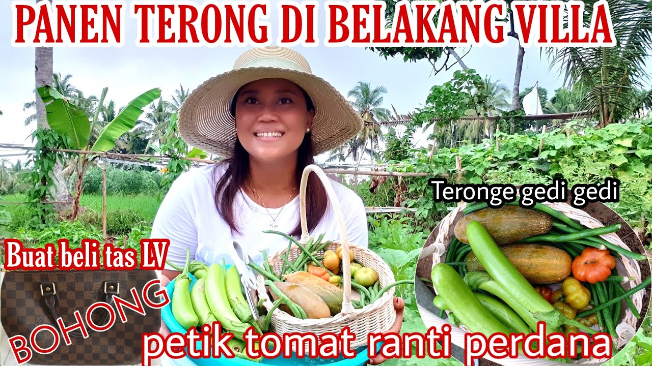 PANEN TERONG KACANG PANJANG DI BELAKANG VILLA || PETIK TOMAT RANTI ...