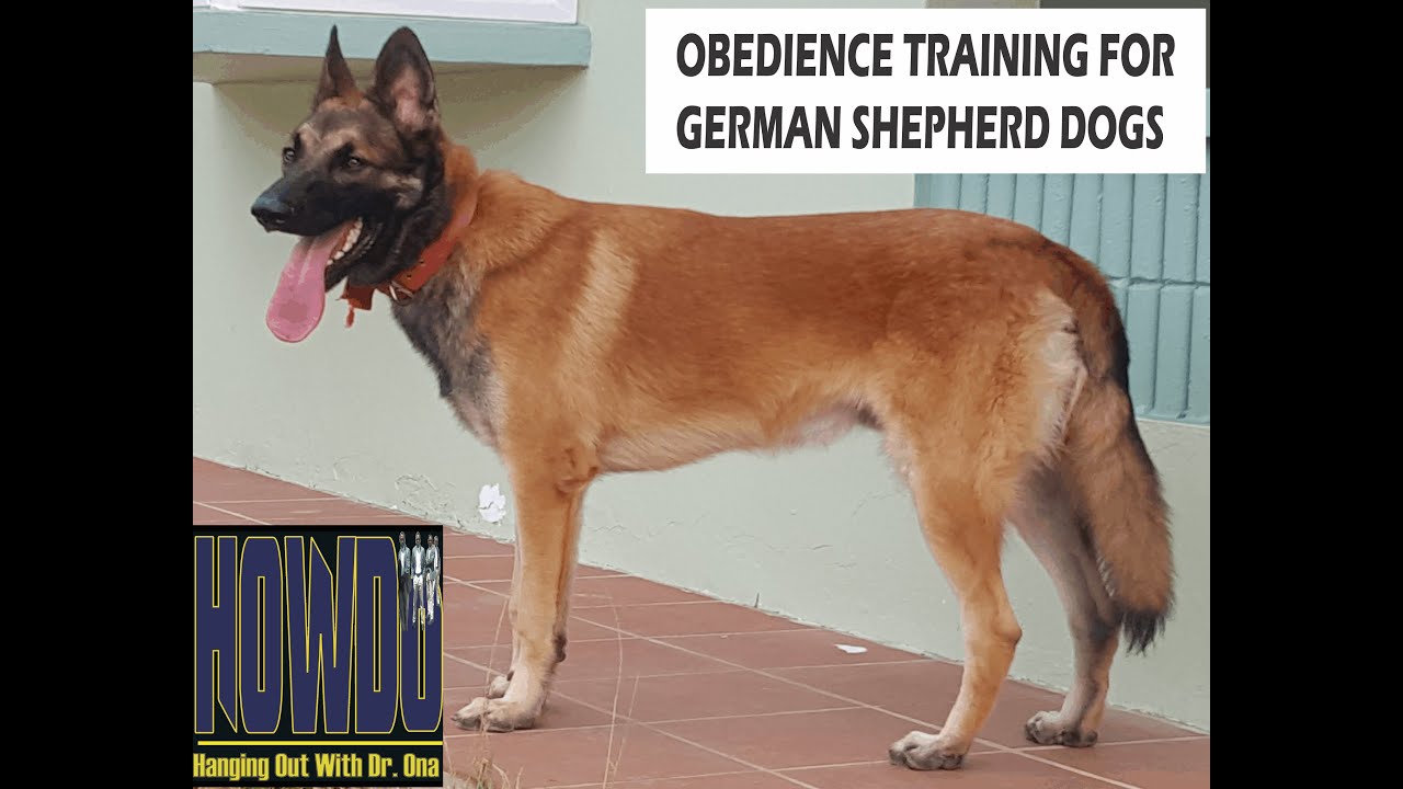 Obedience Training For German Shepherd Dog - YouTube