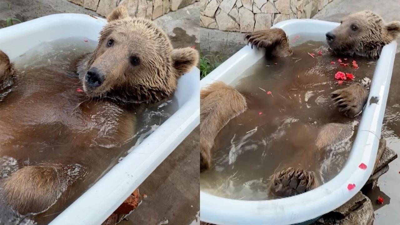 Self-Care Bear Loves To Take Relaxing Baths - YouTube