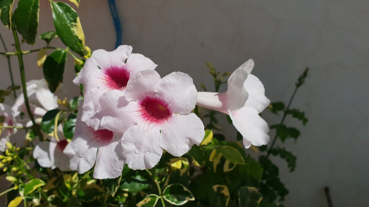 Best Summer Flowering Plant - Tecoma || Care of Tecoma in Summer || Fun ...