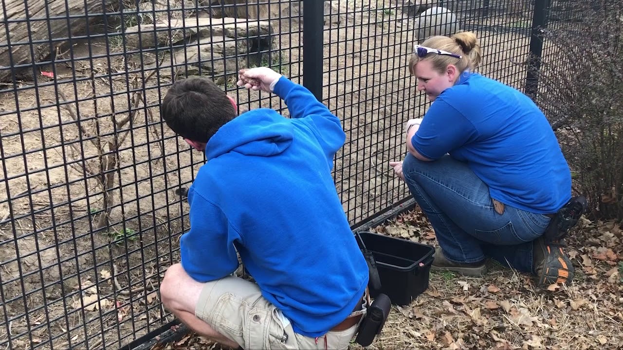 Bringing the Zoo to You - Big Cat Scale Training - YouTube
