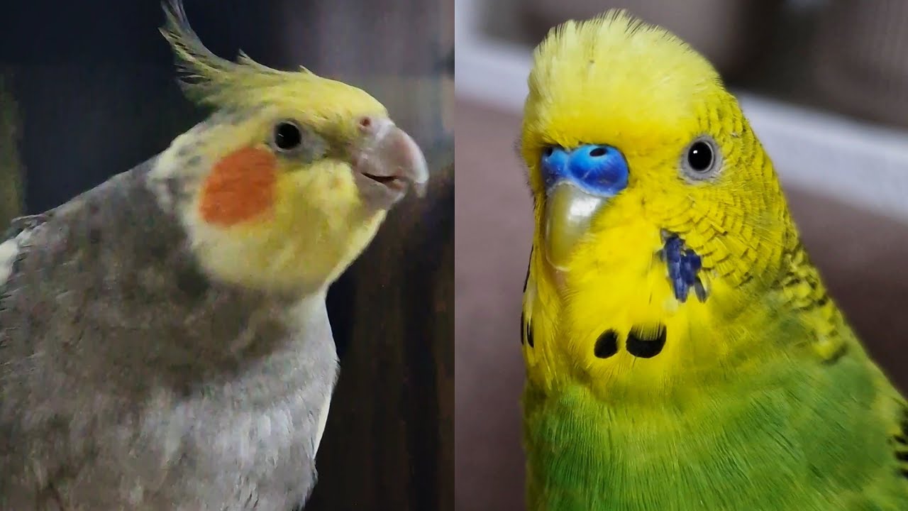 Want to Hear the CUTEST Parrot Sounds? - YouTube