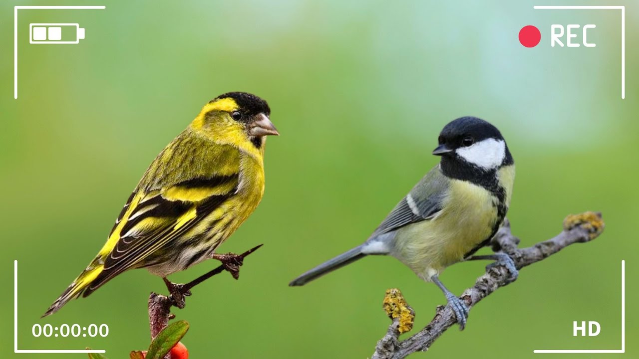 Soothing Birds Chirping - 24 Hours of Beautiful Birds (No Music), Birds ...