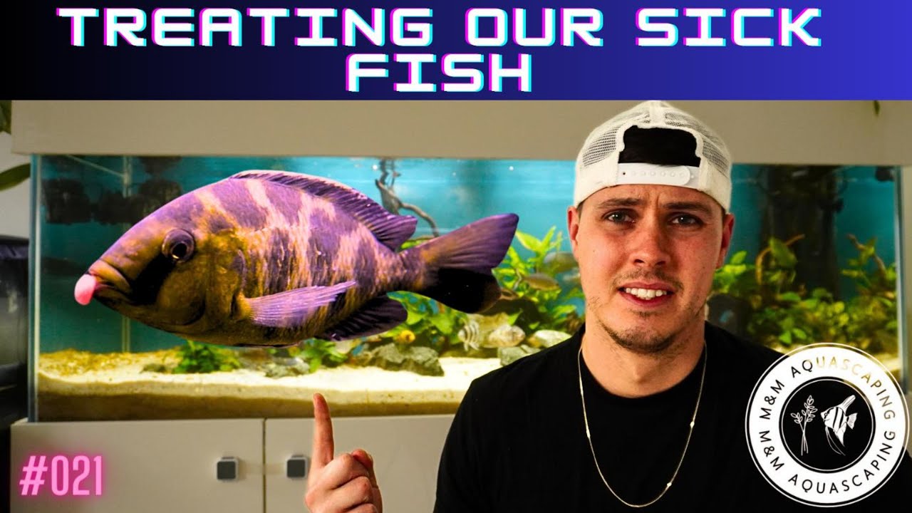 How to treat a Fish with an Ulcer - YouTube