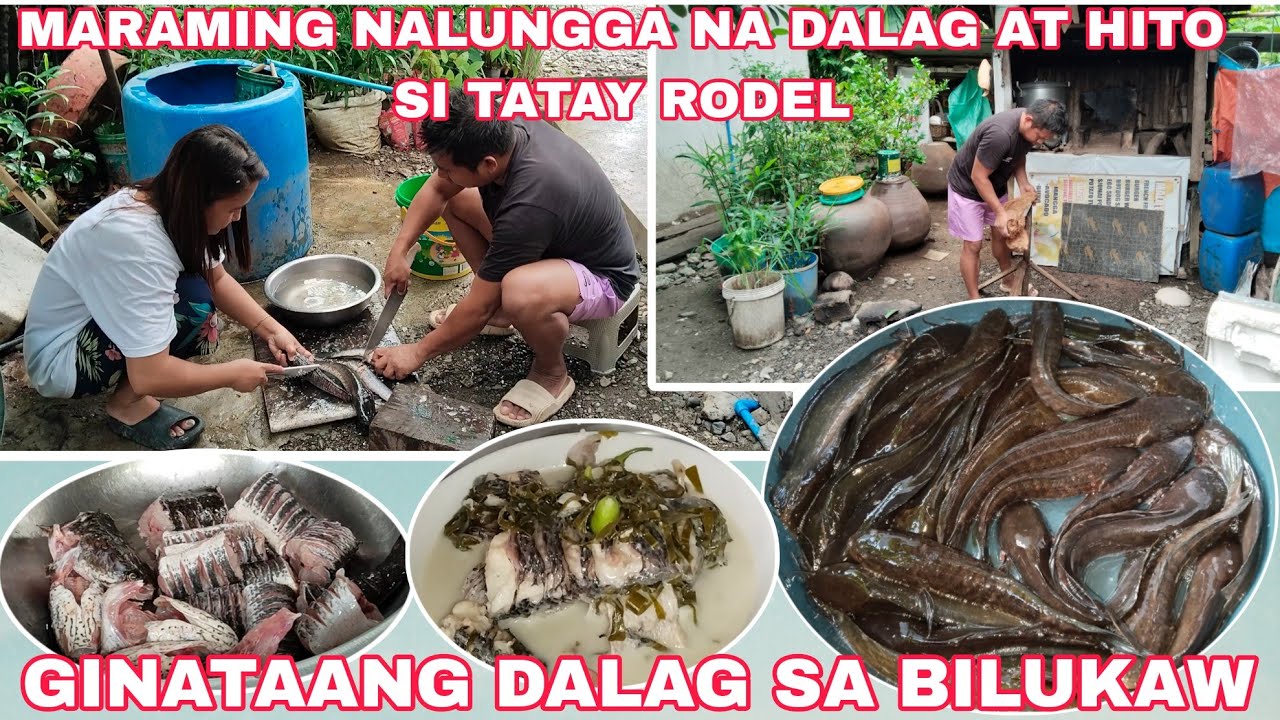 MARAMING NALUNGGA NA HITO AT DALAG SI TATAY RODEL/ GINATAANG DALAG SA ...