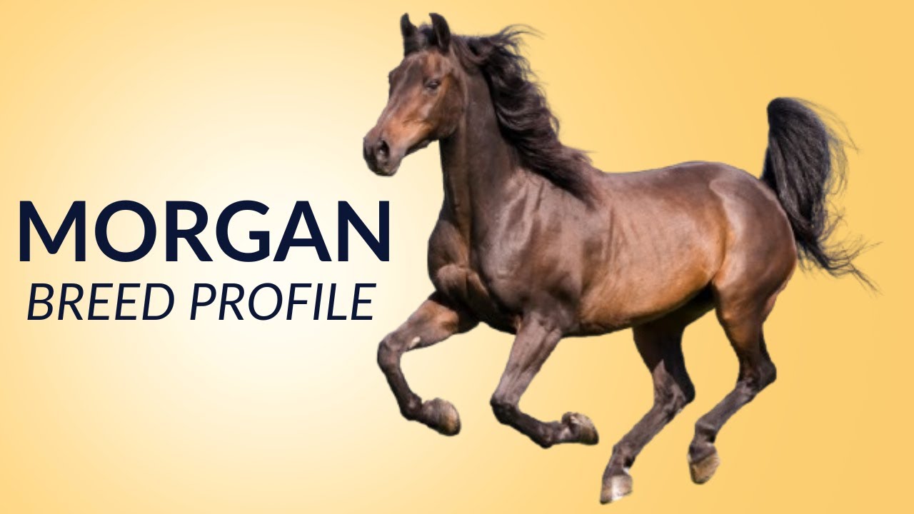 Morgan Horse Breed Profile History - Price - Characteristics - Training ...