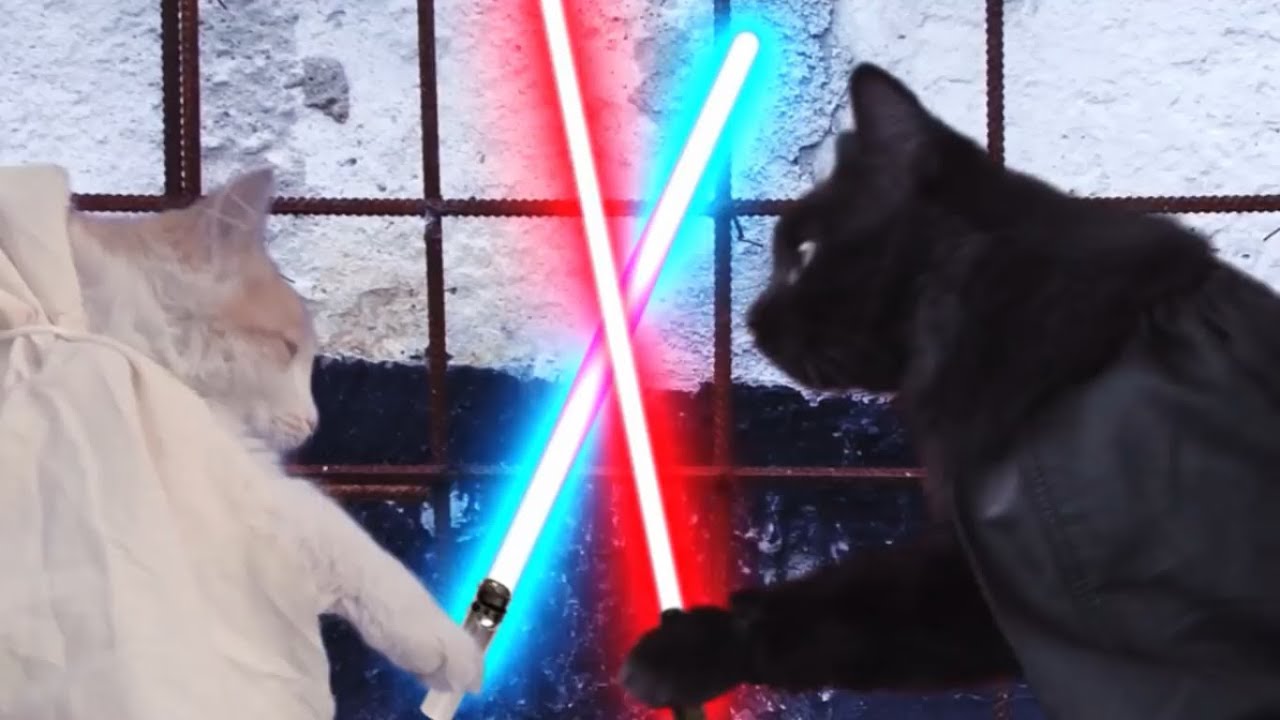 CAT Force [Epic Cat Lightsaber Fight 🐱‍💻 - YouTube