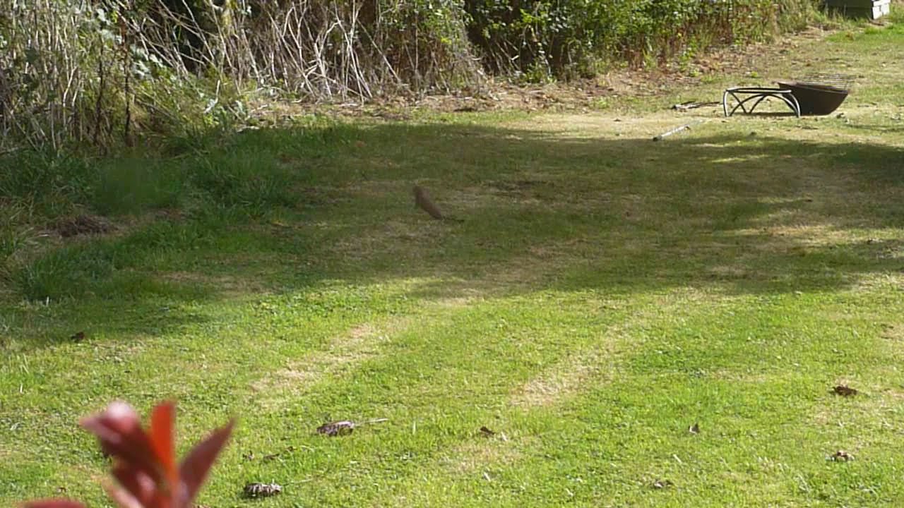 Stoat Dancing 30th Aug 2019 9.30 - YouTube