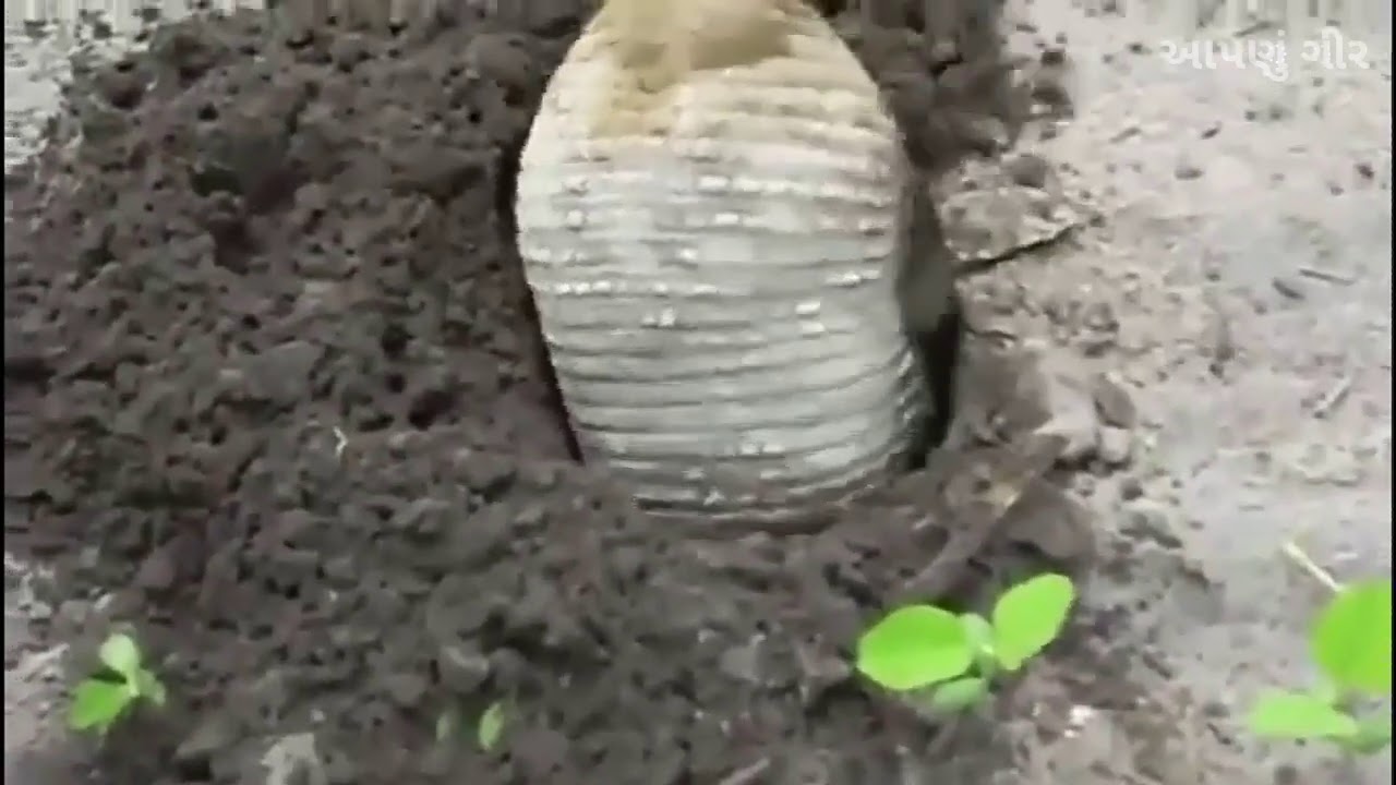 Ghorkhodiyu | Armadillo | #armadillo #girnationalpark @aapnugir - YouTube