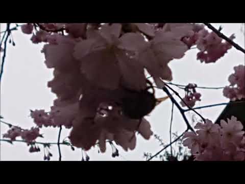 Titel: Kirschblüte   Improvisation Metallophon & Gitarre Wilfried Behre