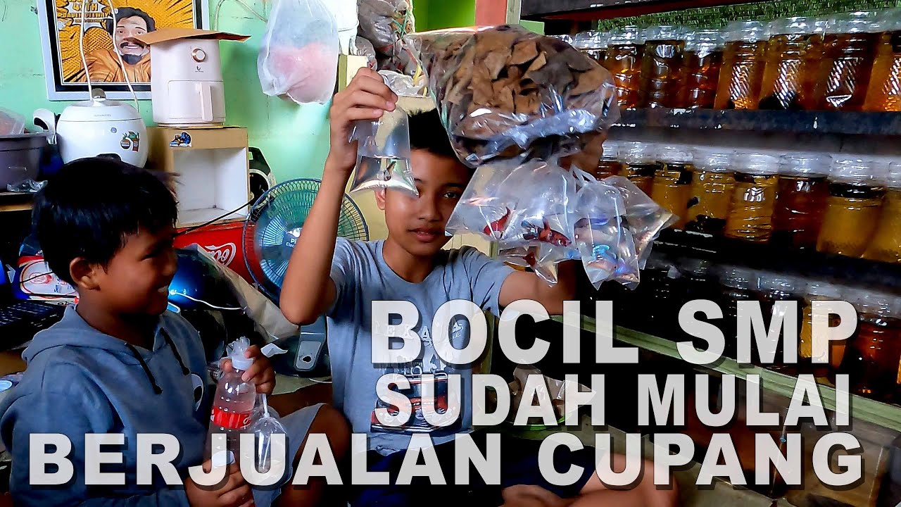 BOCIL SMP MULAI DAGANG IKAN CUPANG - YouTube