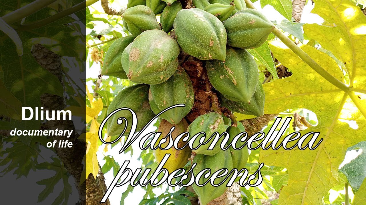 Mountain papaya (Vasconcellea pubescens) - part 2 - YouTube