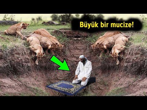 Namaz Kılarken 15 Aslanın Saldırısına Uğrayan Adam Bakın Ne Yaptı! Gerçekten Büyük Bir Mucize!