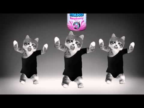 Crusha kittens go all R&B - YouTube