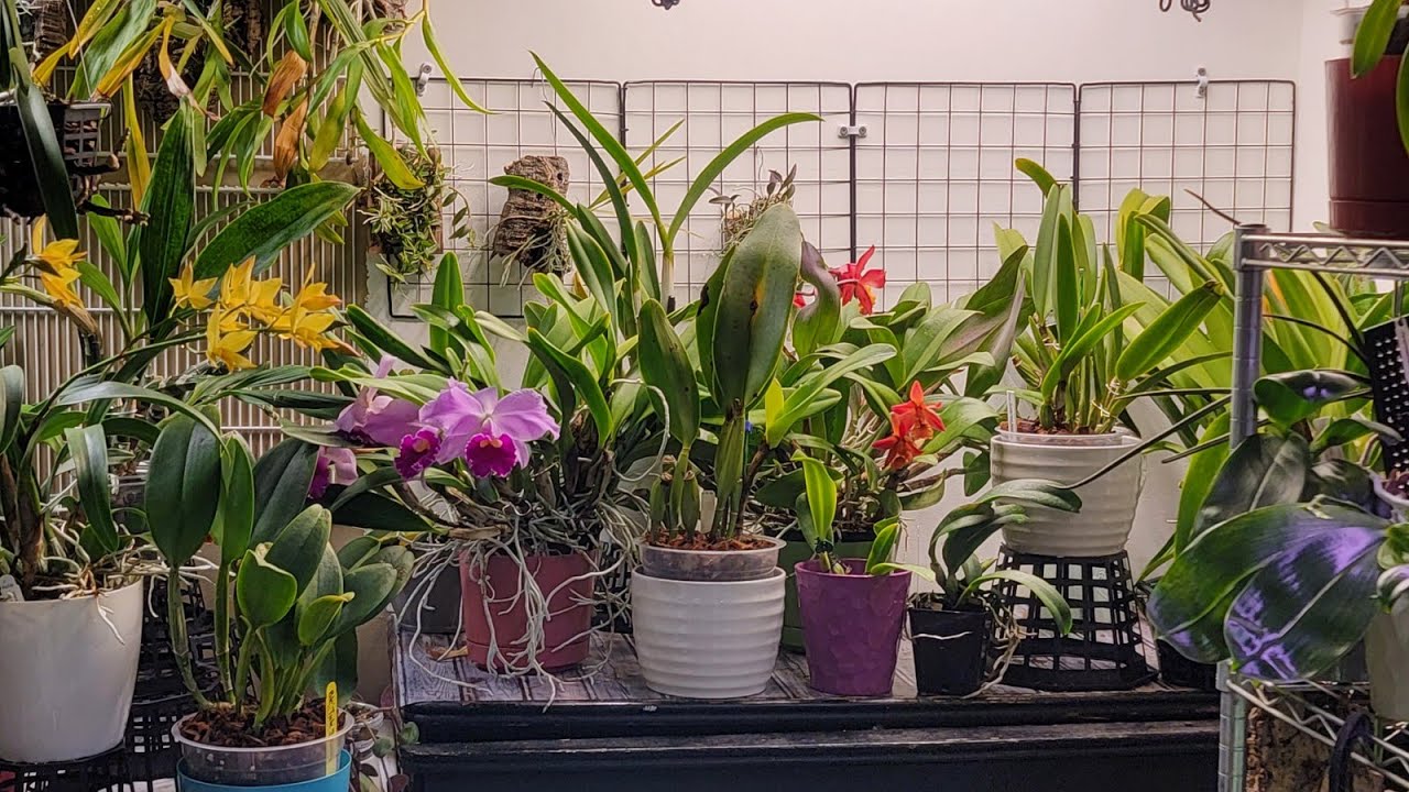 Orchid unboxing from Stephen Van Kampen-Lewis! - YouTube