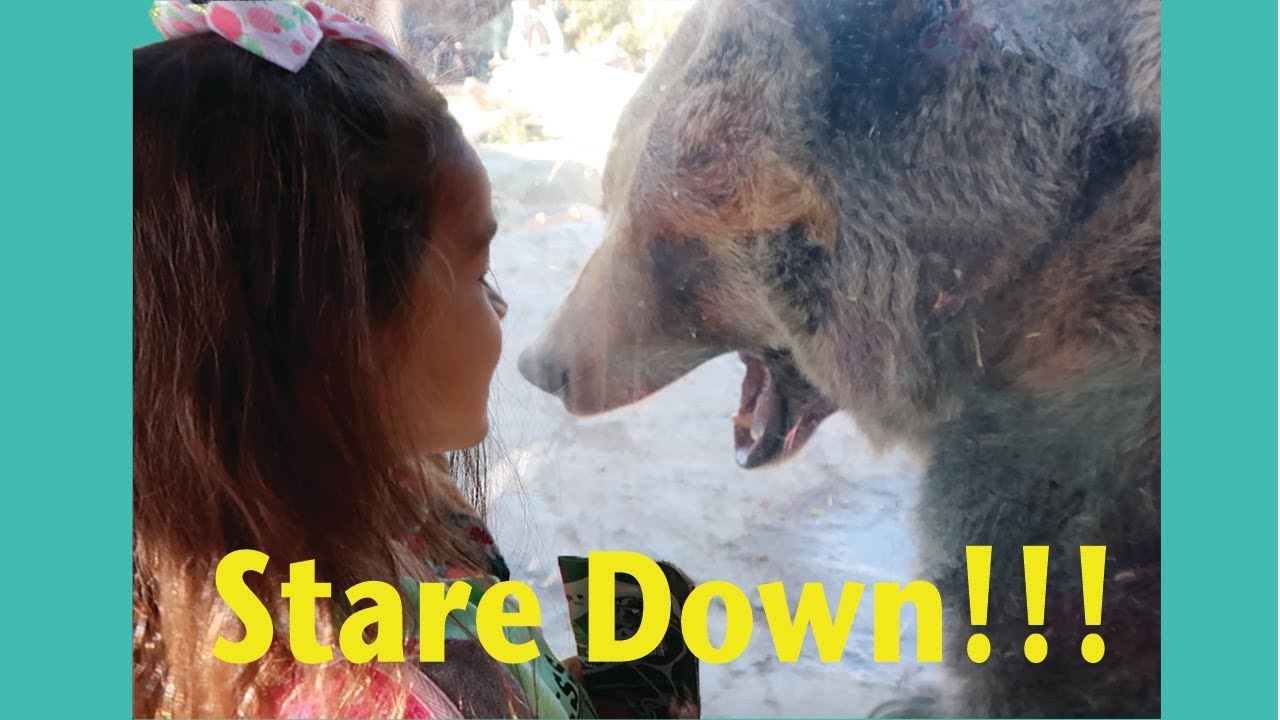 A STARE DOWN WITH A HUGE BEAR!!! at the zoo - YouTube