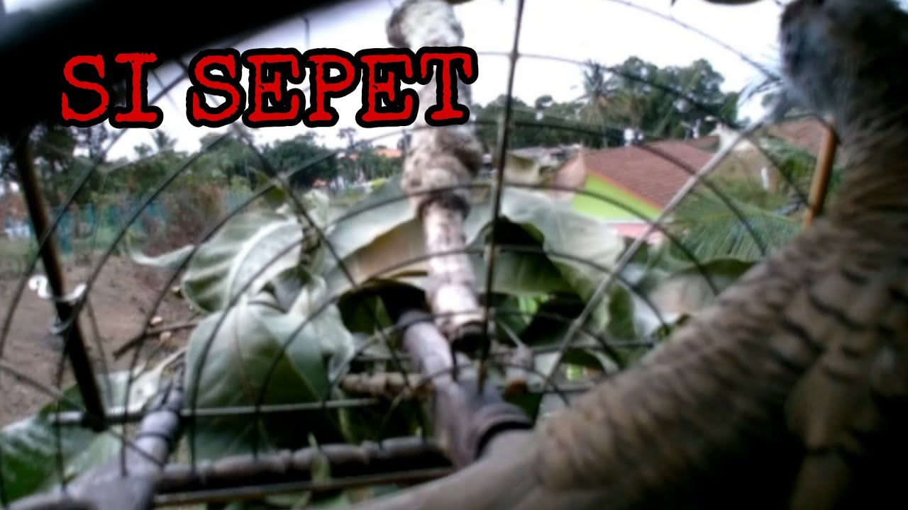 BURUNG MERBOK KAMPUNG | SI SEPET BERAKSI. - YouTube