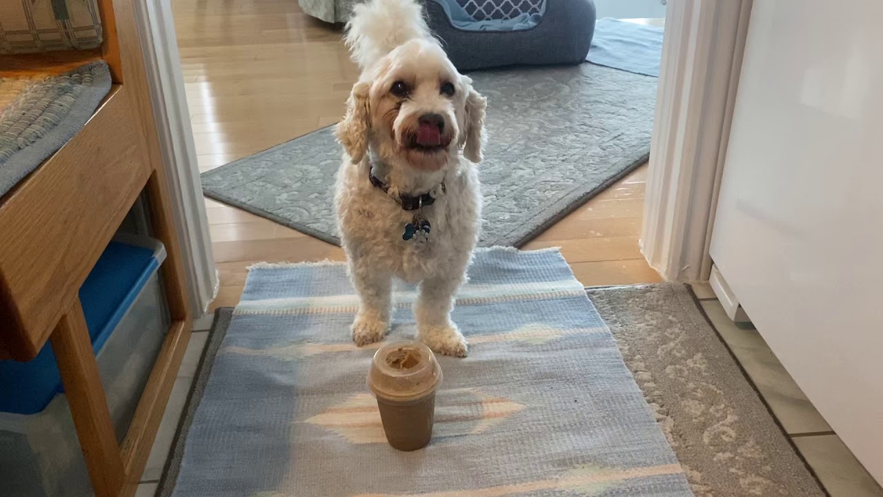 Ice Cap for dogs at Tim Hortons - YouTube