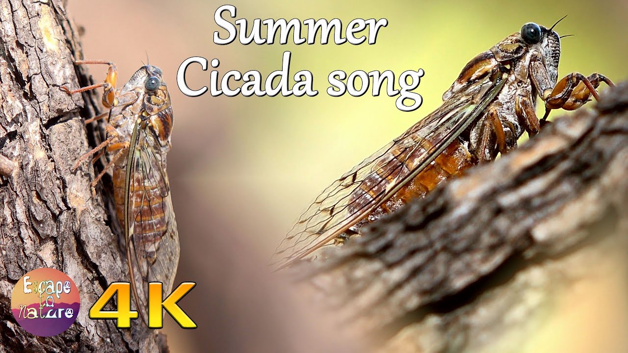 4K Summer cicada song in the Strofilia forest - Relaxing nature sounds ...