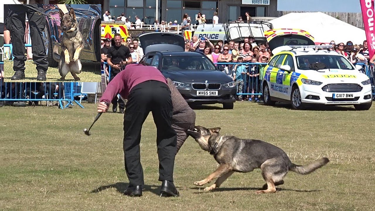 Police K-9 dog attacks suspect - YouTube