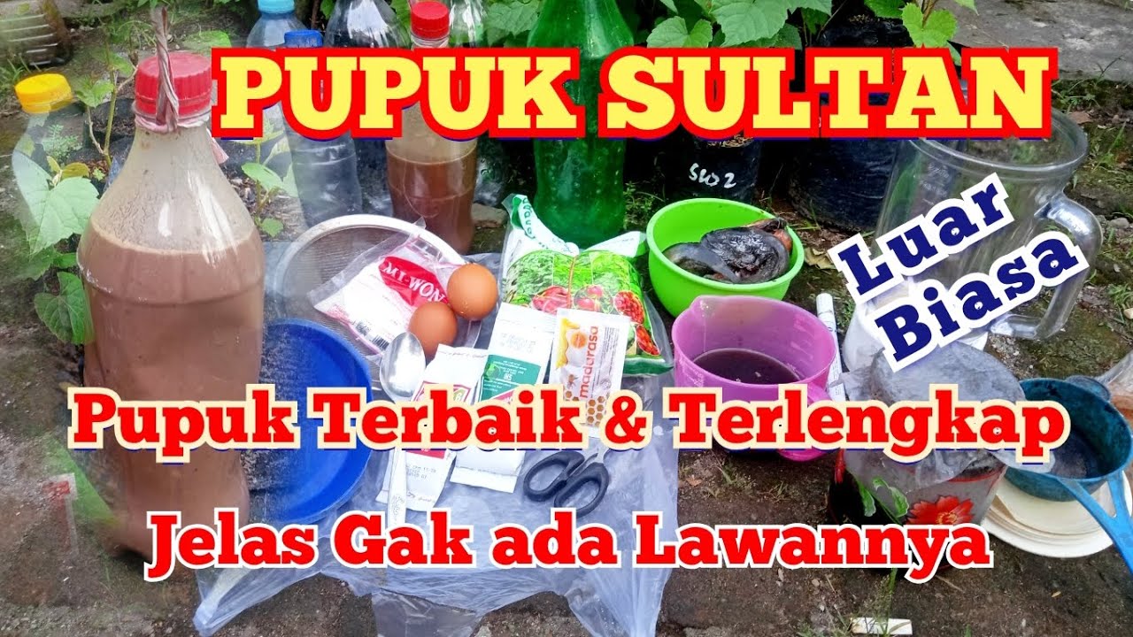PUPUK SULTAN , PUPUK GENERATIF ( pembuahan ) TERBAIK , cara dan dosis ...